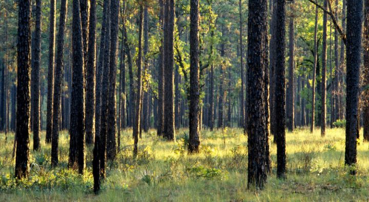 Southern forests: A resource worth protecting - Living Building Chronicle