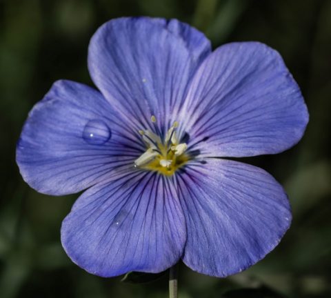 The Petals of the Living Building Challenge - Living Building Chronicle